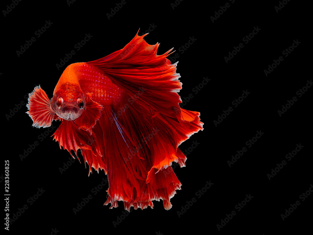 Red Half Moon Tails, Siamese fighting fish,fighting fish,Betta ...