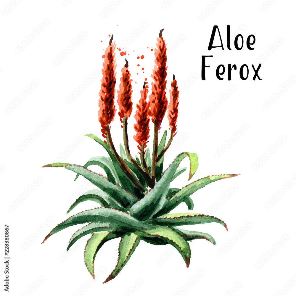 Aloe Ferox plant. Watercolor hand drawn illustration isolated on white ...
