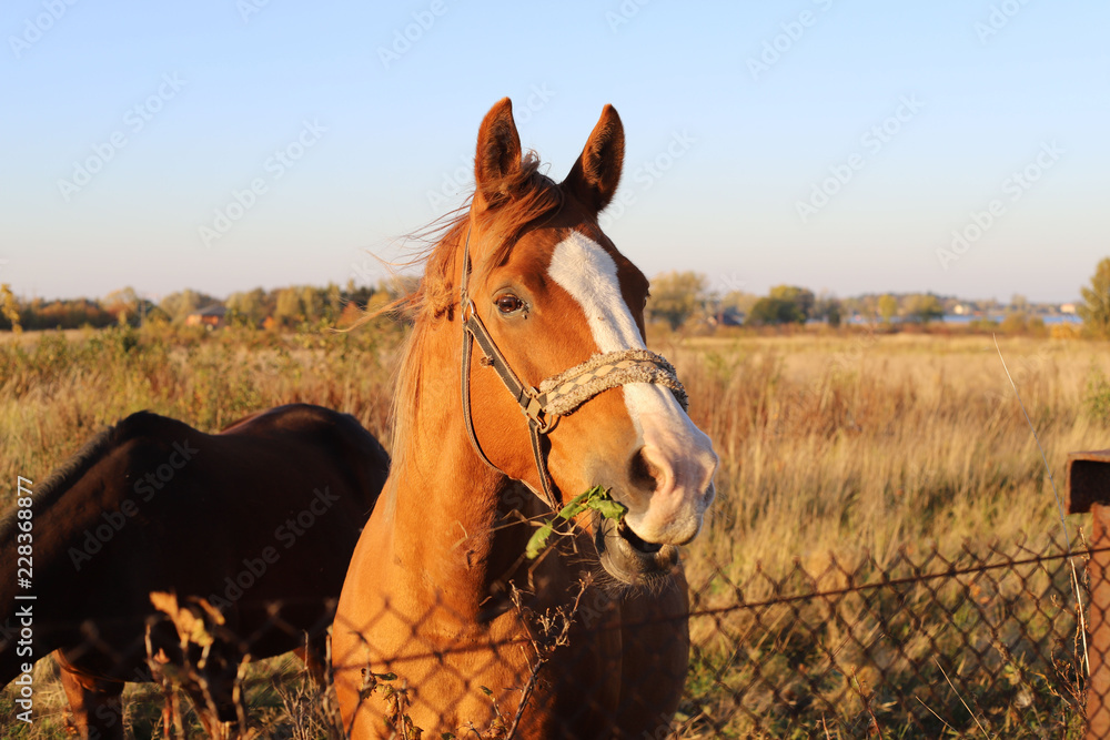 kon Stock Photo | Adobe Stock