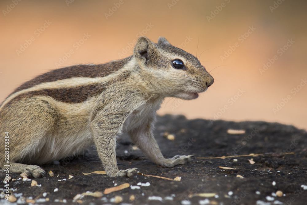 Squirrels are members of the family Sciuridae, a family that includes ...