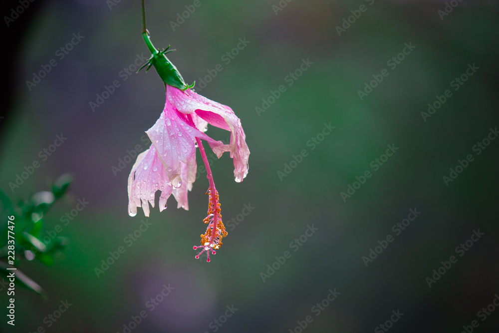 Hibiscus flower hanging from the tree seen in a soft blurry background ...