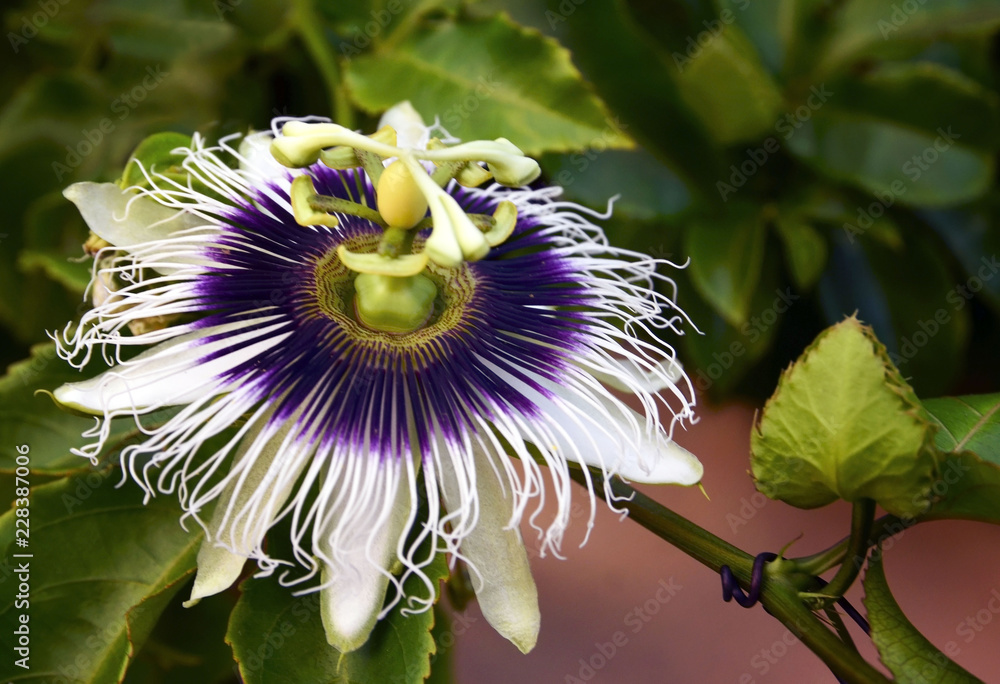 Lilikoi Flower | Best Flower Site