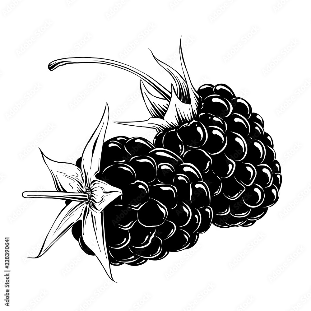 Hand drawn sketch of raspberry in black isolated on white background ...