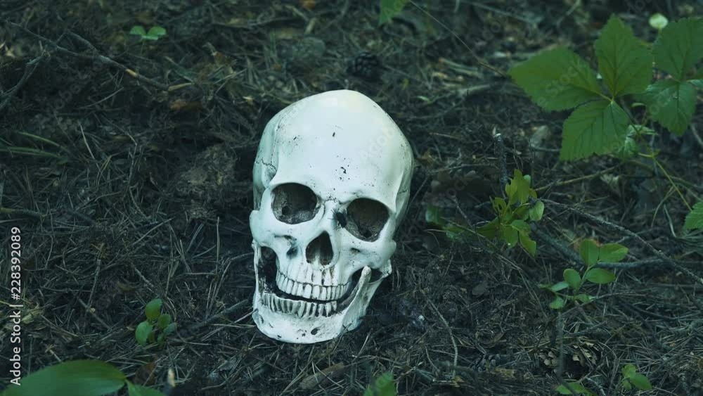 The human skull lies in the forest, and the flies crawl on it in the ...