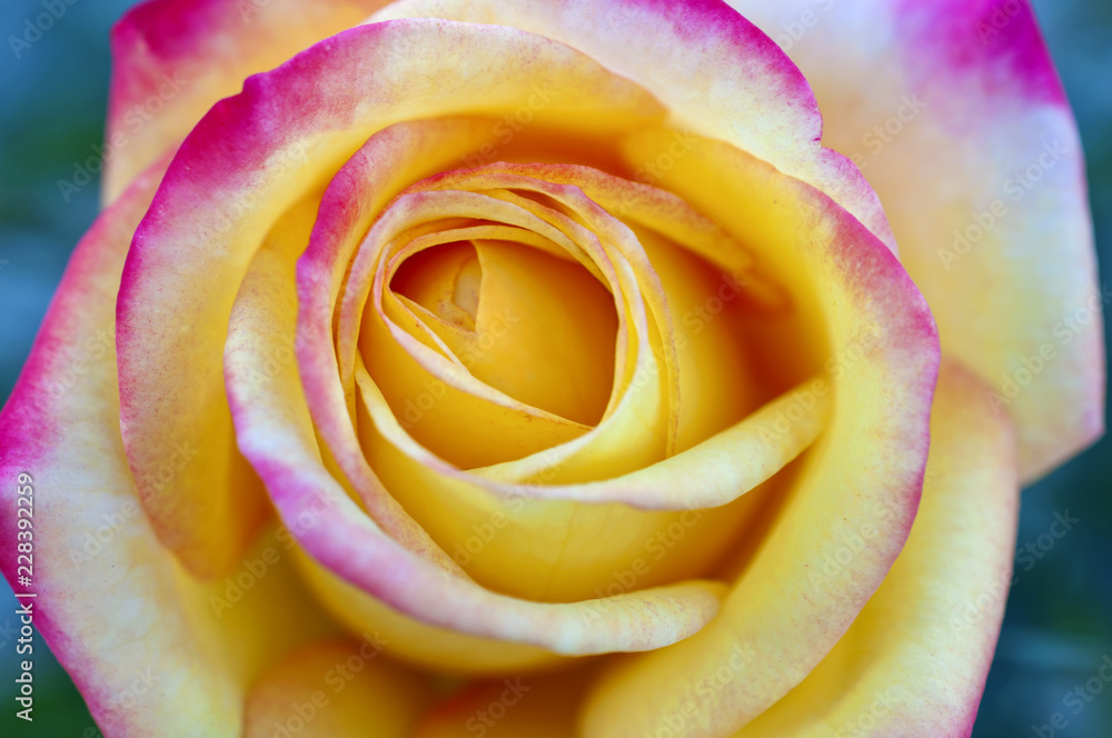 Yellow Roses With Pink Tips