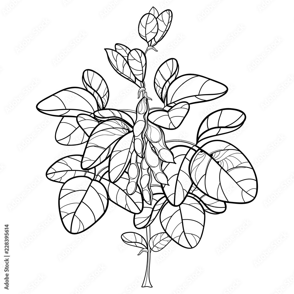 Vector bunch with outline Soybean or Soy bean with pods and ornate leaf ...