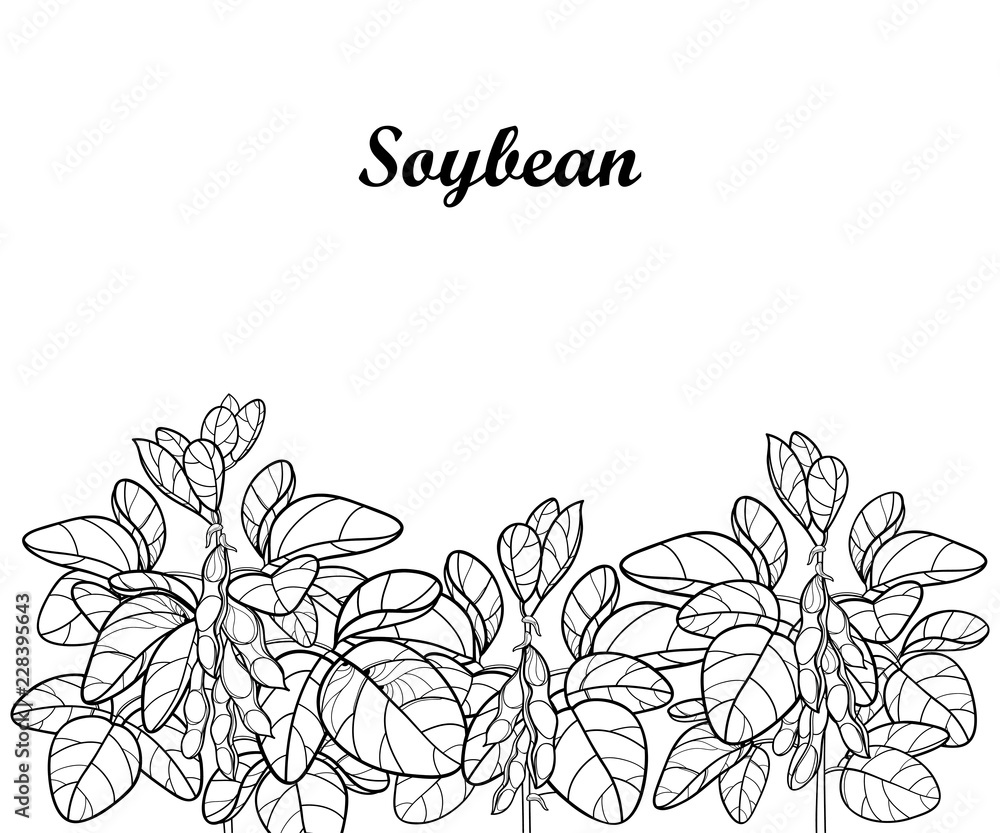 Vector field with outline Soybean or Soy bean with pods and ornate leaf ...