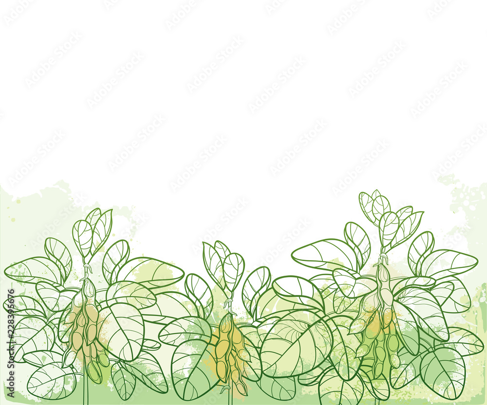 Vector horizontal bunch with outline Soybean or Soy bean with pods and ...