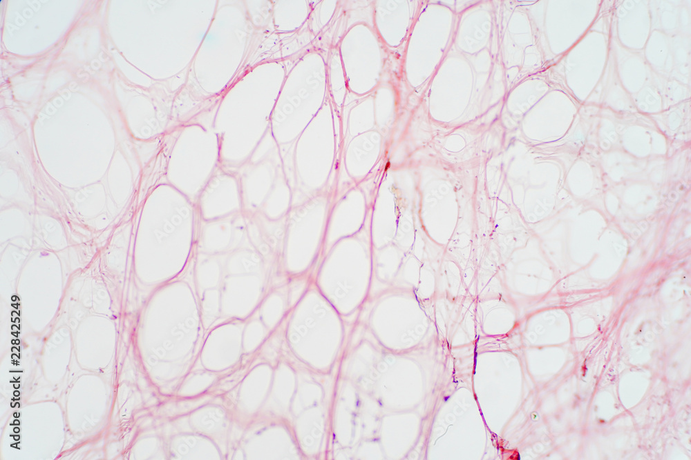Areolar connective tissue under the microscope view. Stock Photo ...