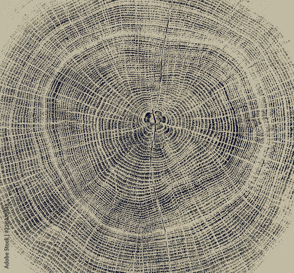 Detailed macro end grain ringed texture in warm brown tones. Smooth ...