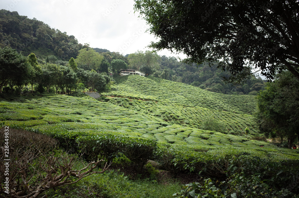 Bharat Tea Plantation in Cameron Highlands, Malaysia Stock Photo ...
