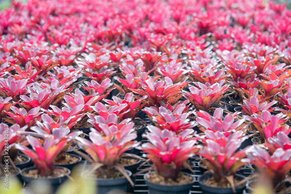 Bromeliad Neoregelia Fireball