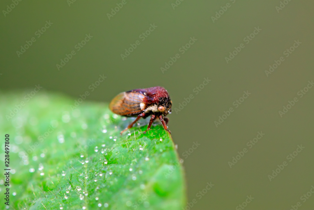 Membracidae insects Stock Photo | Adobe Stock