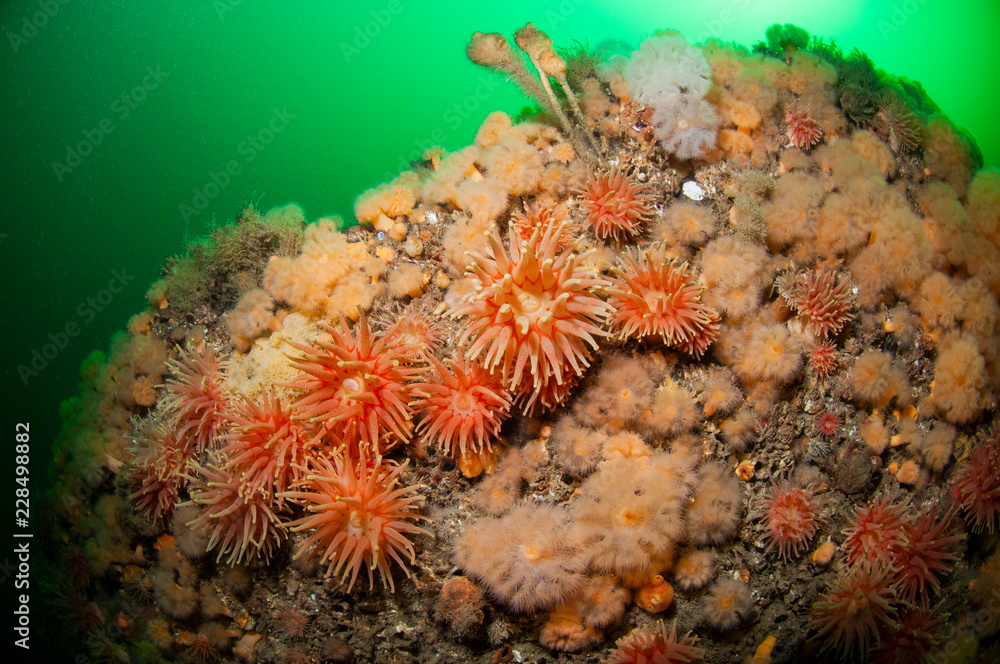 Underwater seascape and sea anemone in the St-Lawrence Estuary Stock ...