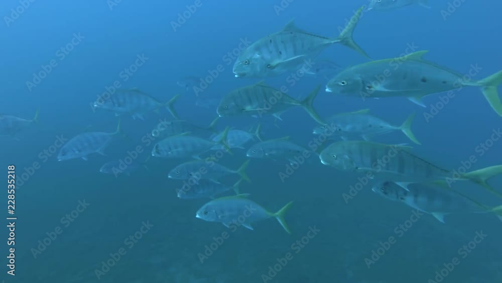school of Trevally swim in the blue water. Blue Trevally - Carangoides ...