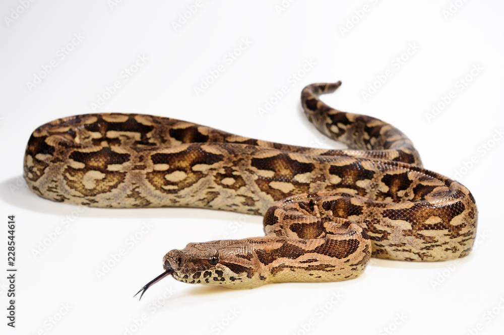 Südliche Madagaskarboa (Acrantophis dumerili) - Madagascar ground boa ...