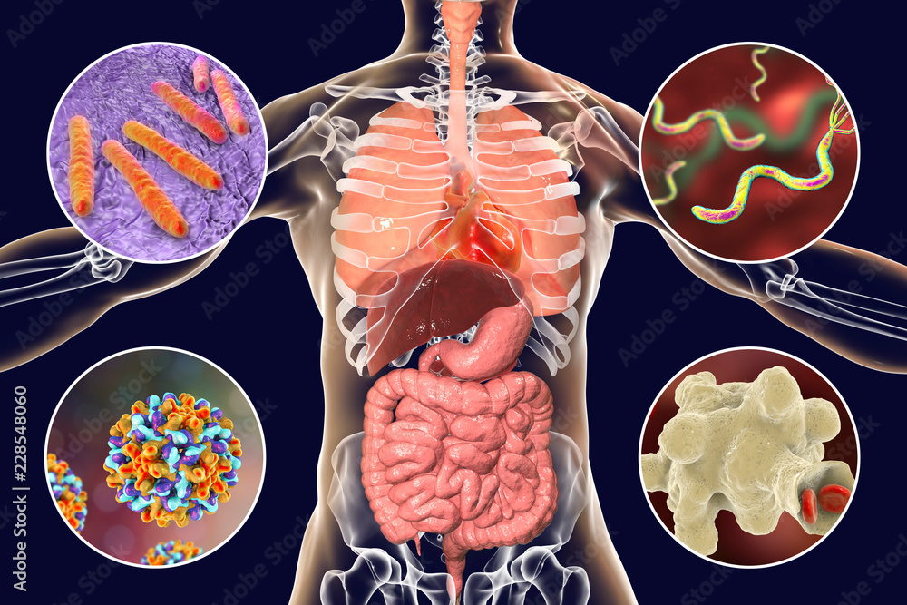 Human pathogenic microbes, respiratory, enteric and liver pathogens, 3D ...