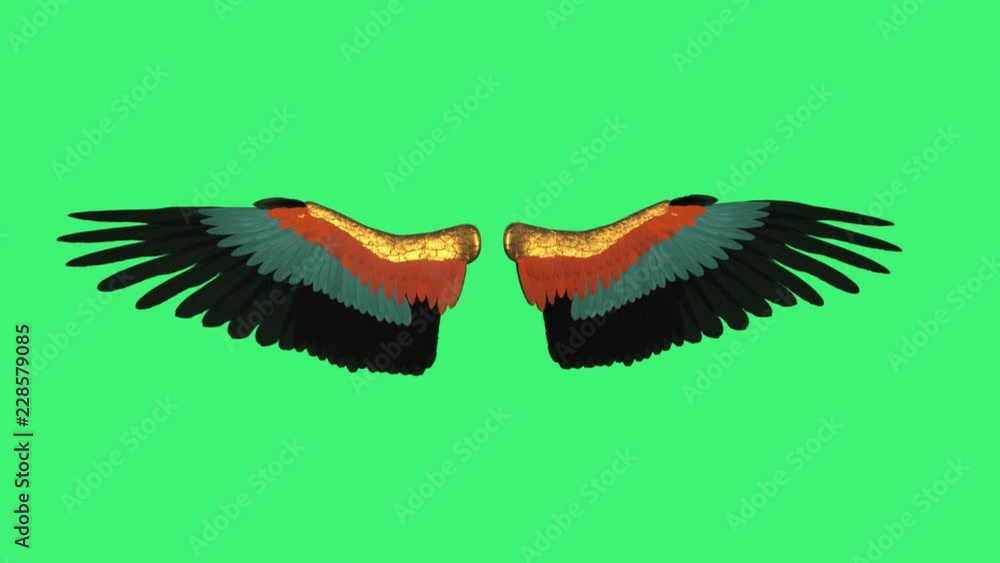 wings flap,loop,animation,transparent background Stock Video | Adobe Stock