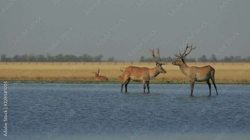 Two male of red deer stands opposite in a water Stock Video | Adobe Stock