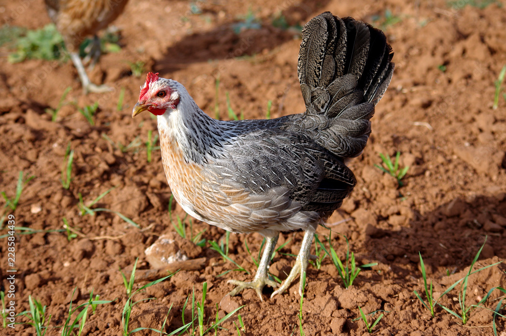Bennett Grey Gamefowl