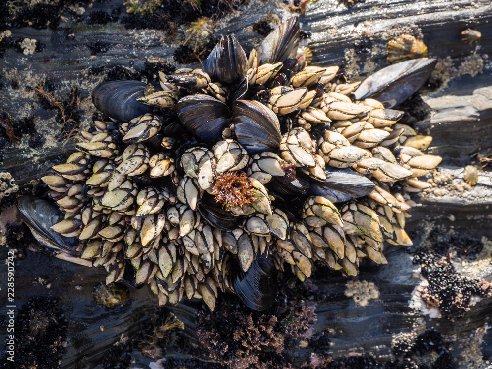 Percebes mejillones y moluscos en la Playa de las Catedrales, Lugo ...