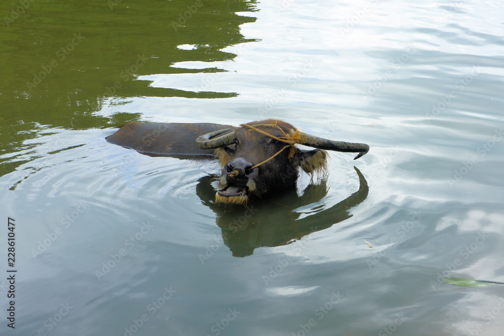 Filipino bull Carabao swims in the river. Stock Photo | Adobe Stock