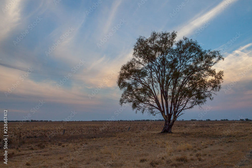 Outback Australia and its dry interia landscape full of relics bone ...
