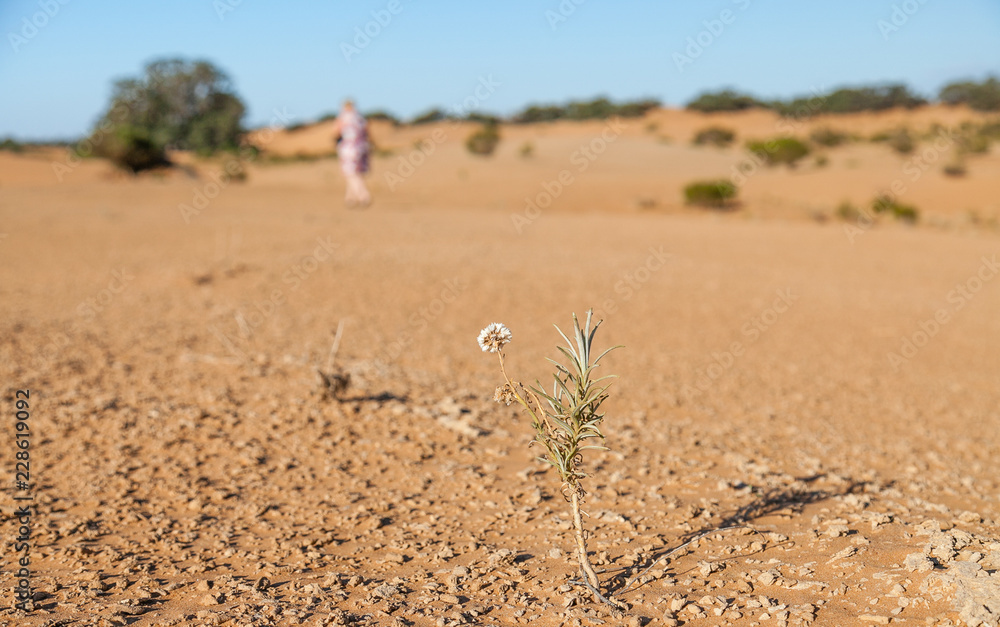 Outback Australia and its dry interia landscape full of relics bone ...