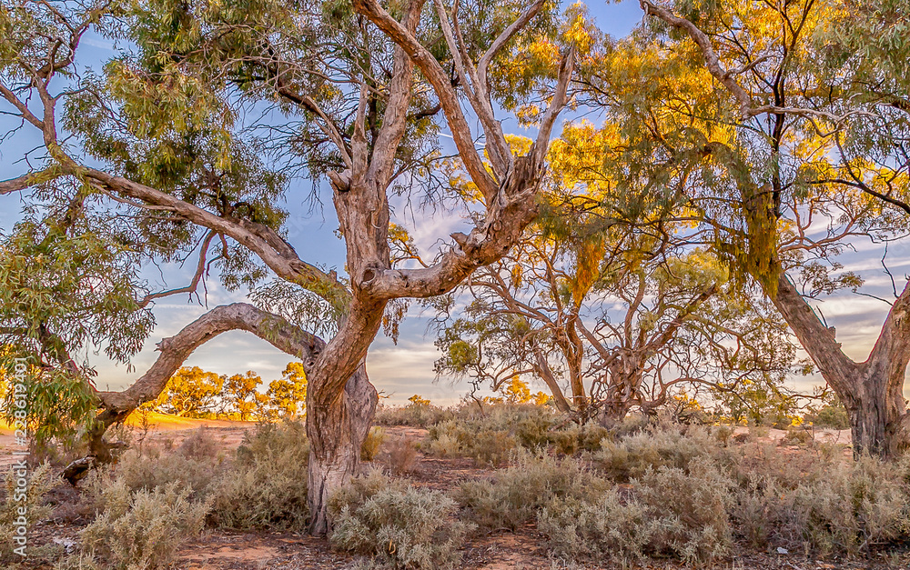 Outback Australia and its dry interia landscape full of relics bone ...