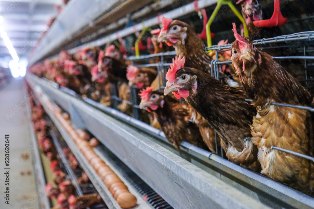 (Blur some of chicken) Multilevel production line conveyor production ...