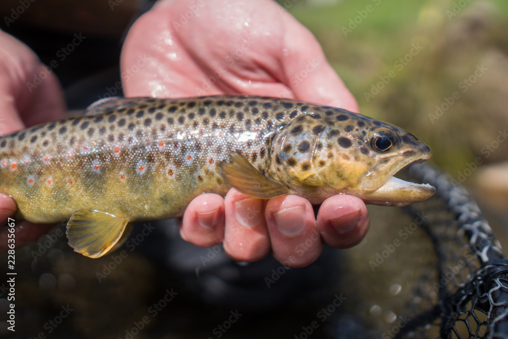 Brown trout (Salmo Trutta Fario) with wonderful pattern with red dots ...