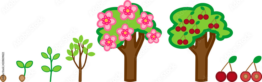 Life cycle of cherry tree. Plant growth stage from seed to tree with ...