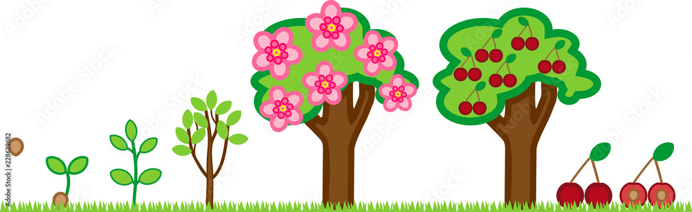 Life cycle of cherry tree. Plant growth stage from seed to tree with ...