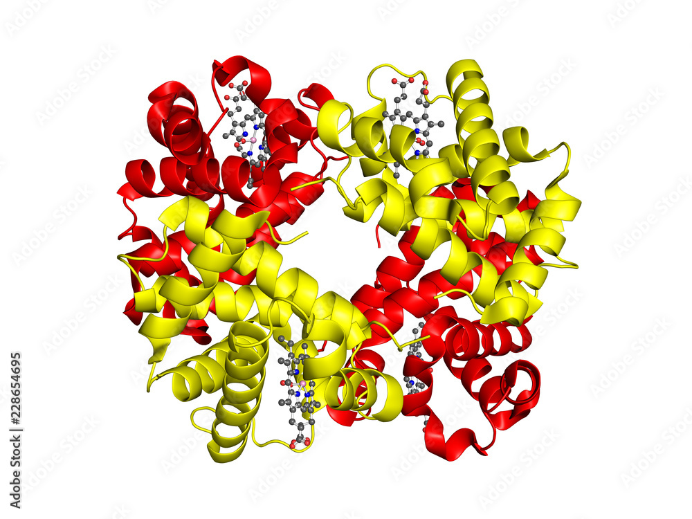 Human hemoglobin in its oxy- state. Alfa and beta subunits are colored ...