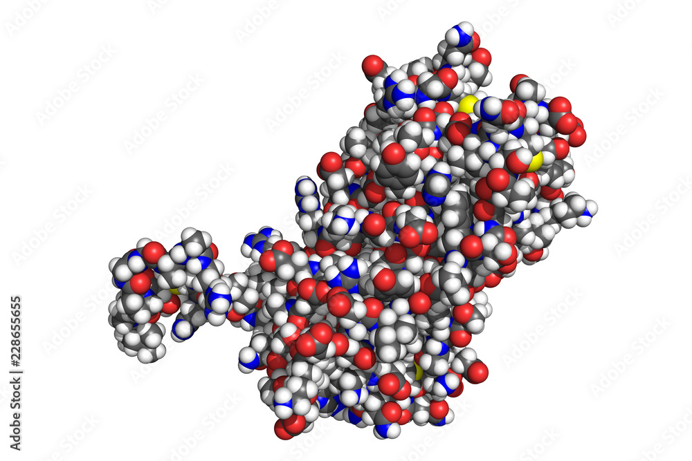 The structure of human prolactin, space-filling model. Prolactin is a ...