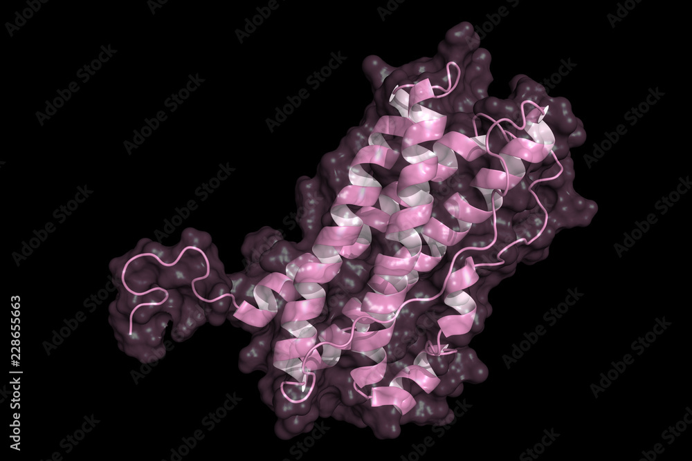 The structure of human prolactin, cartoon model with semi-transparent ...
