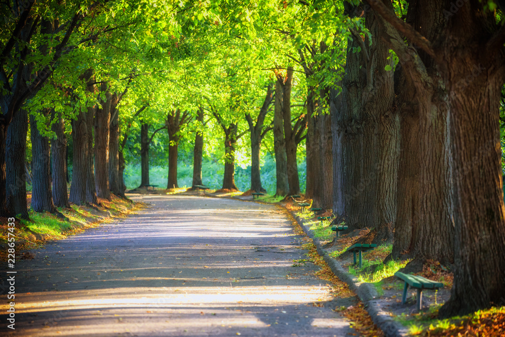 Alley in the Park in Sun rays. spring in the Park. A walking track ...