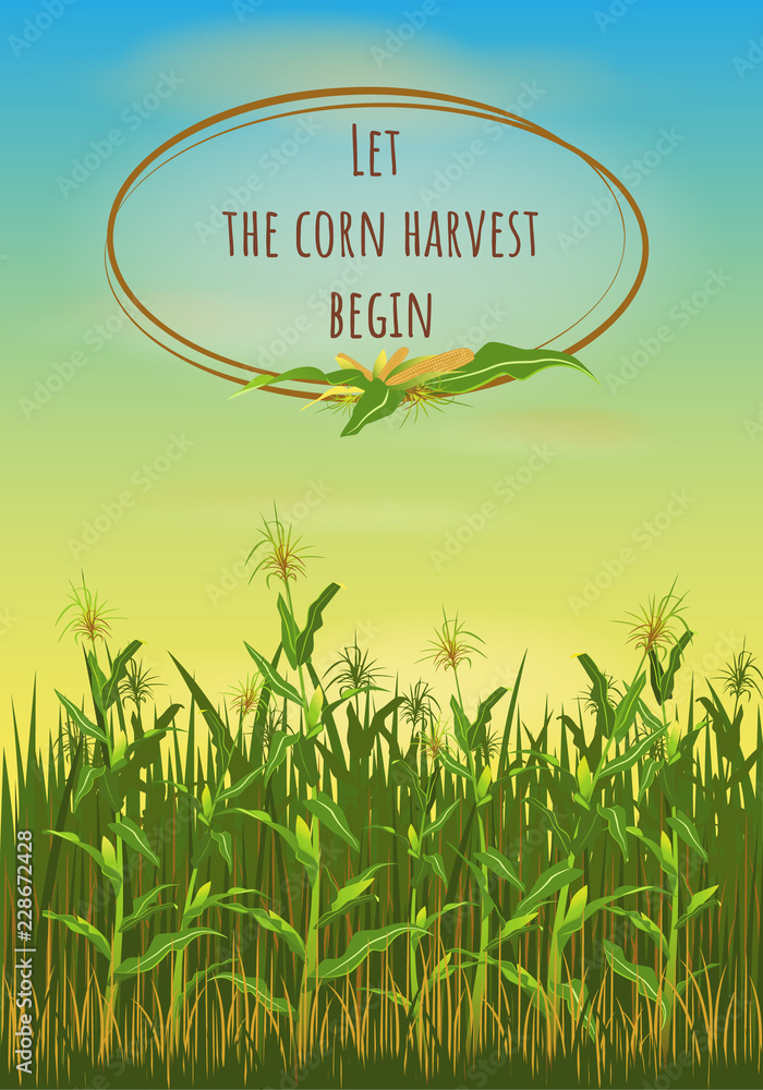 Corn field. Corn harvest time. Vector poster with title in frame. Eps ...