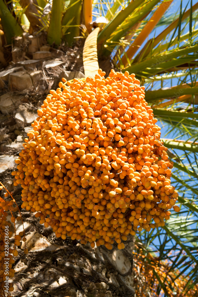 closeup greek fruits of phoenix dactylifera palm tree, date palm, with ...
