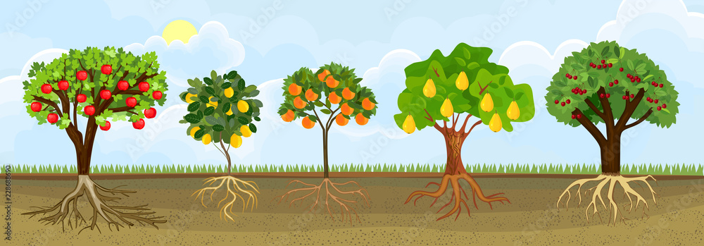 Set of different cartoon fruit trees with ripe fruits and green crown ...