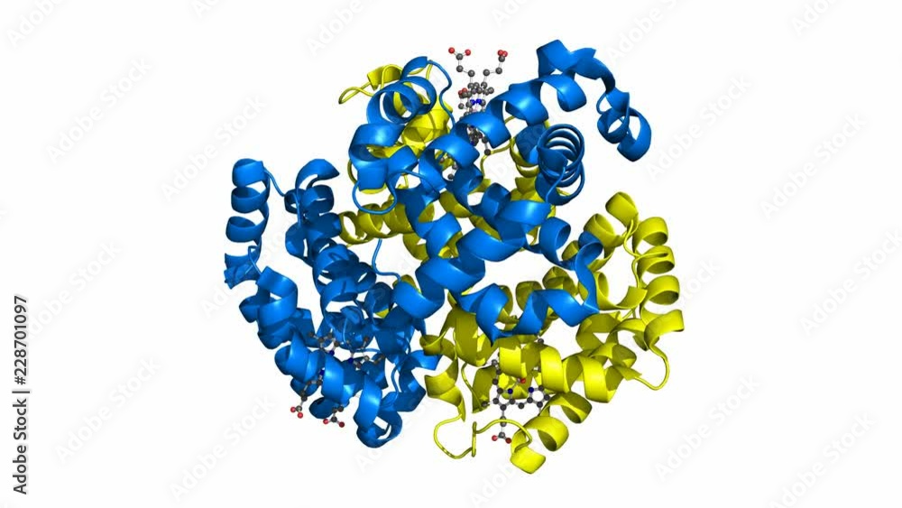 Vidéo Stock Rotating hemoglobin molecule, ribbon model with heme in ...
