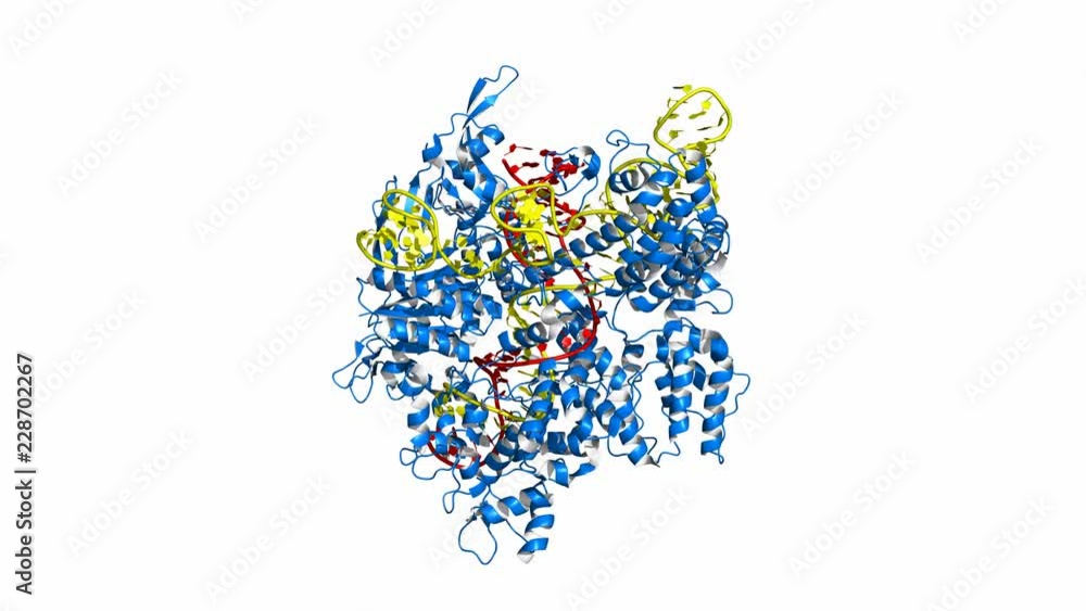 CRISPR/Cas9 genome editing/engineering system. rotating cartoon model ...