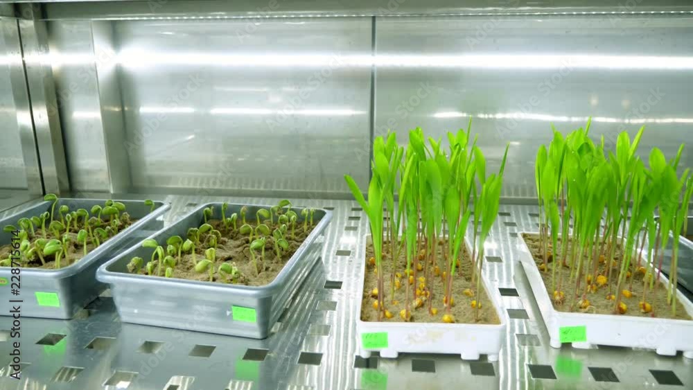 growing of young green sprouts in soil, in small boxes, on shelves of a ...