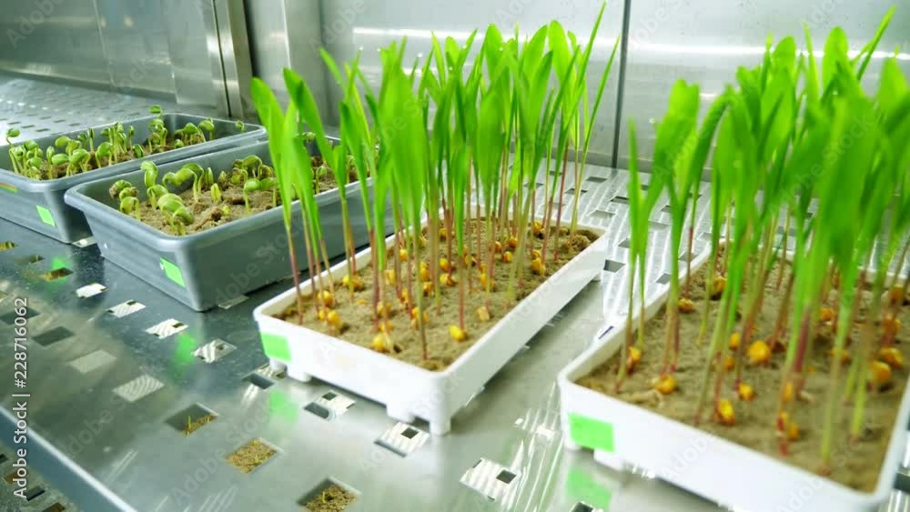 growing of young green sprouts in soil, in small boxes, on shelves of a ...