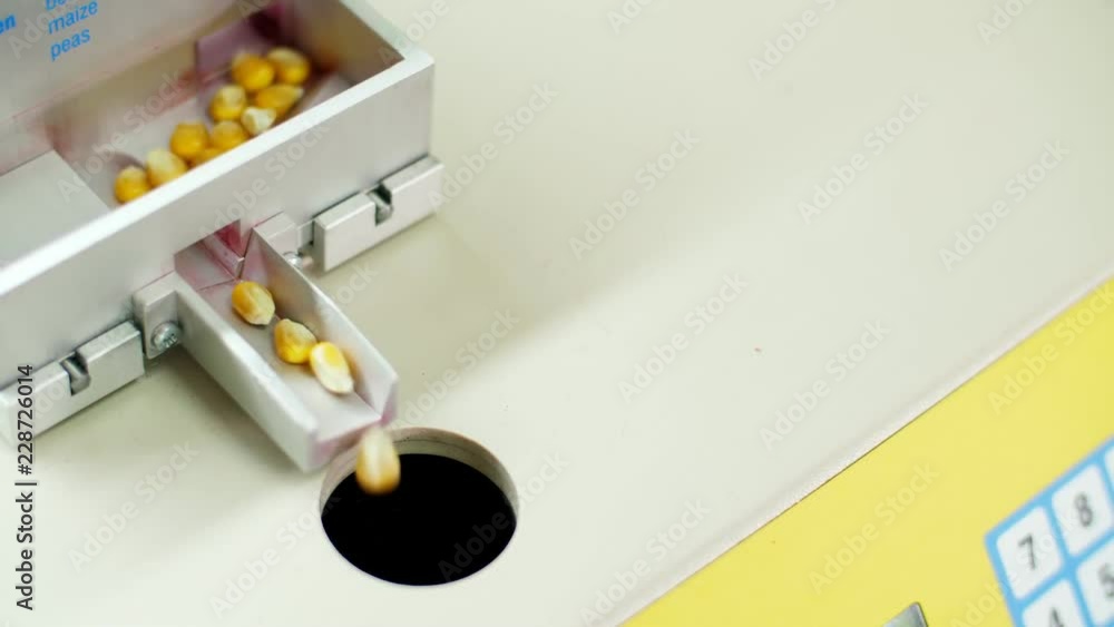 Video „Laboratory research of corn seeds. samples of different species ...