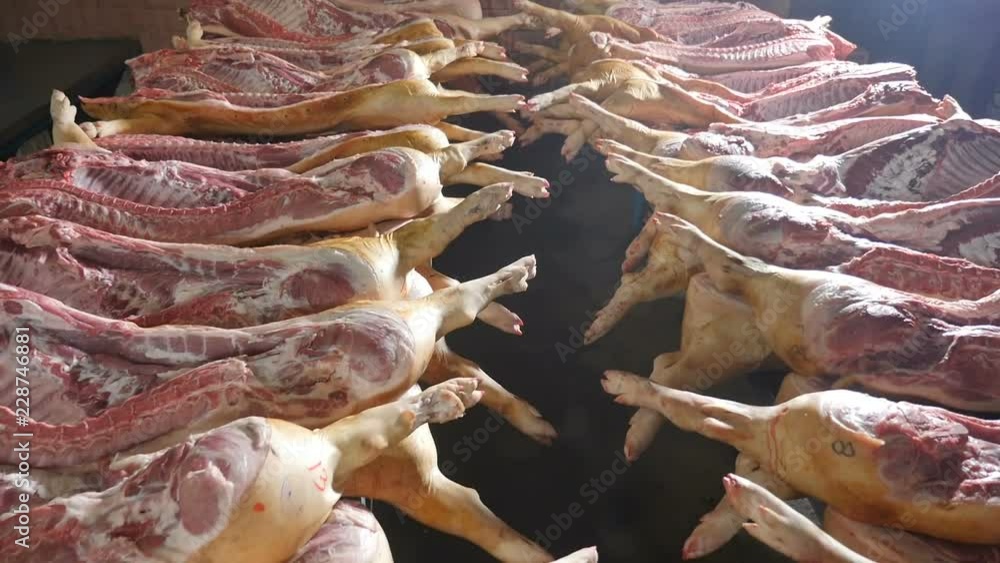 Appaling pan shot of raw swine carcasses lying in two lines on long ...