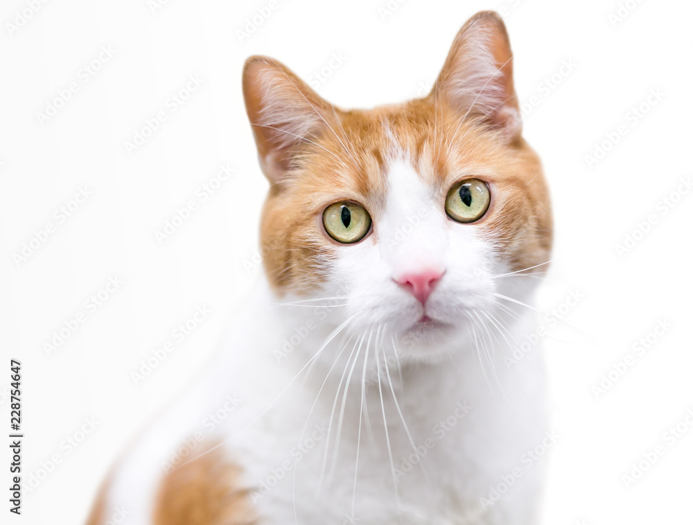 Orange And White Spotted Cat