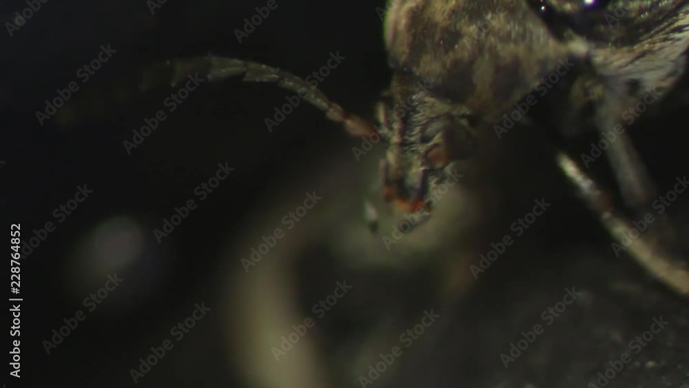 Vidéo Stock bean weevil cleaning antennae bruchid Zabrotes subfasciatus ...