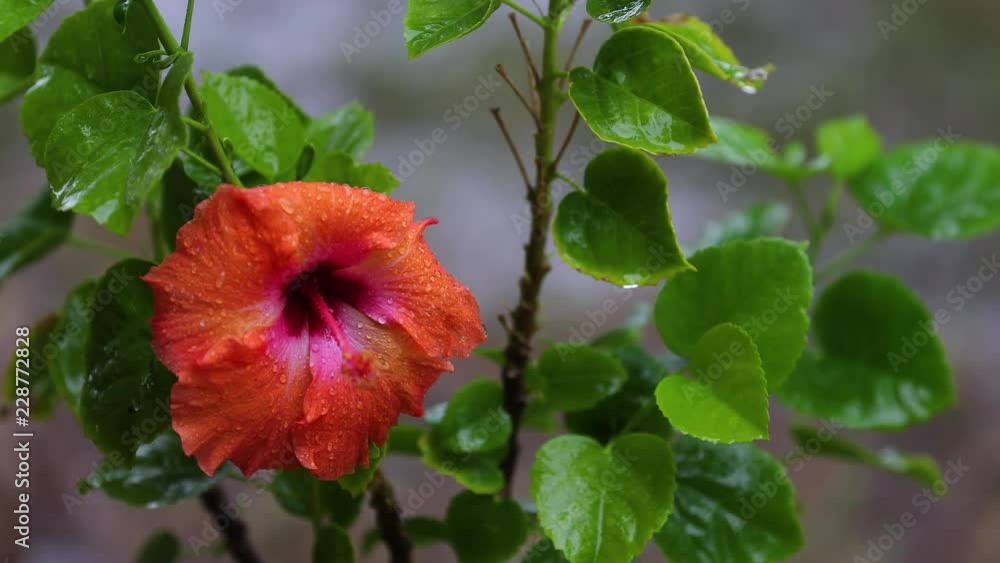 Beautiful Hibiscus in rainfall. The mid shot shows the attractive ...