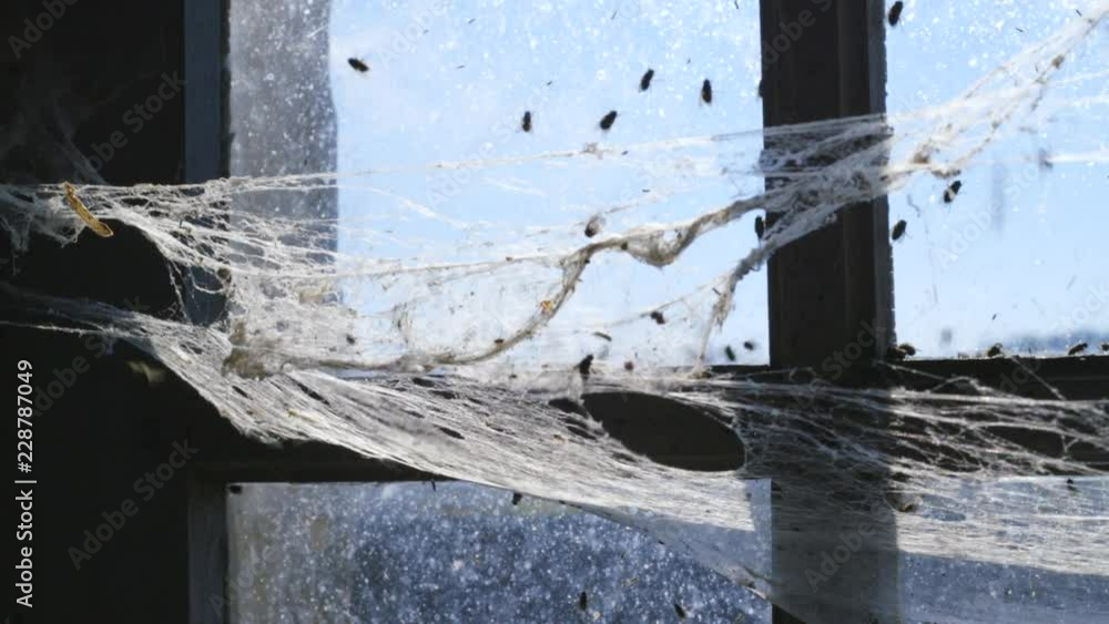 Flies crawling and flying around on a window with a spider web Stock ...